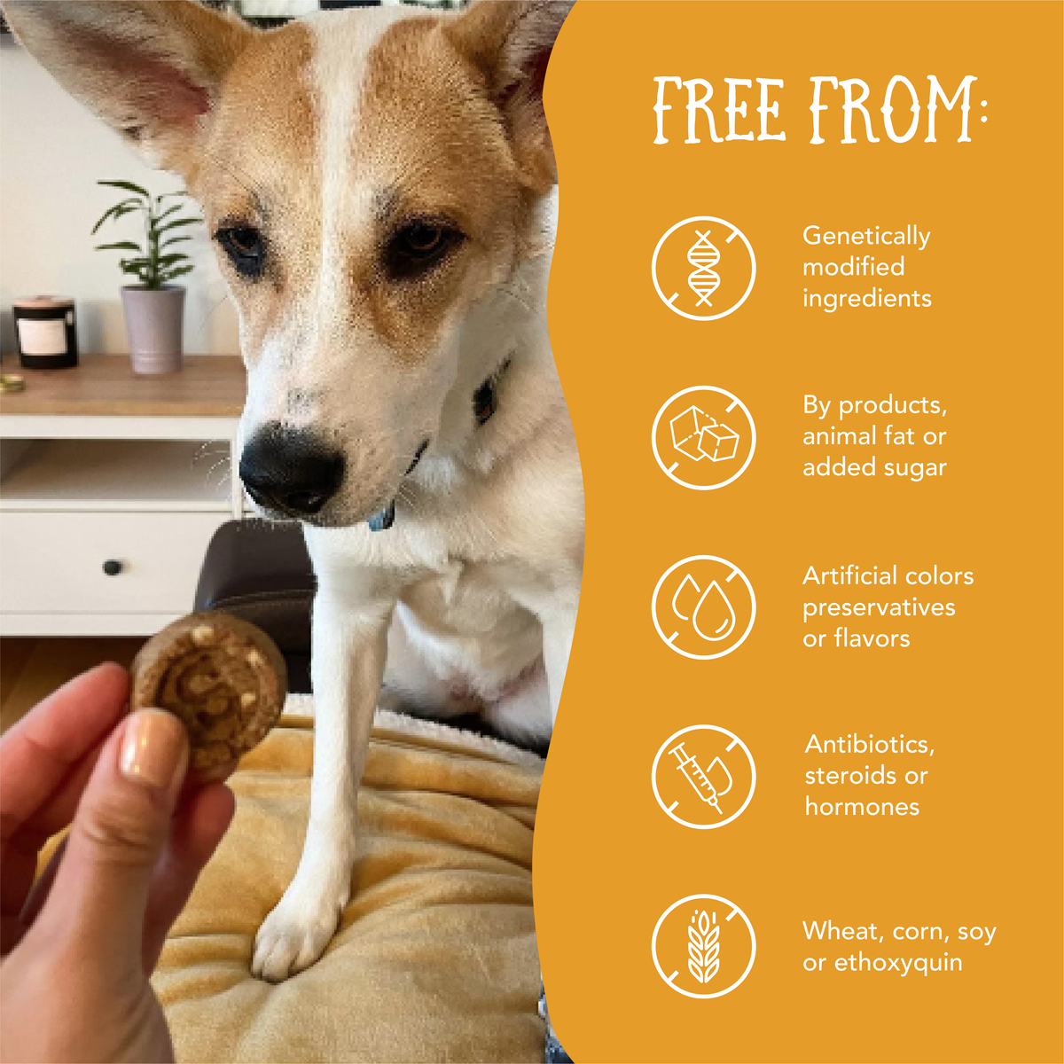 Sammy Snacks With Cheddar Cheese